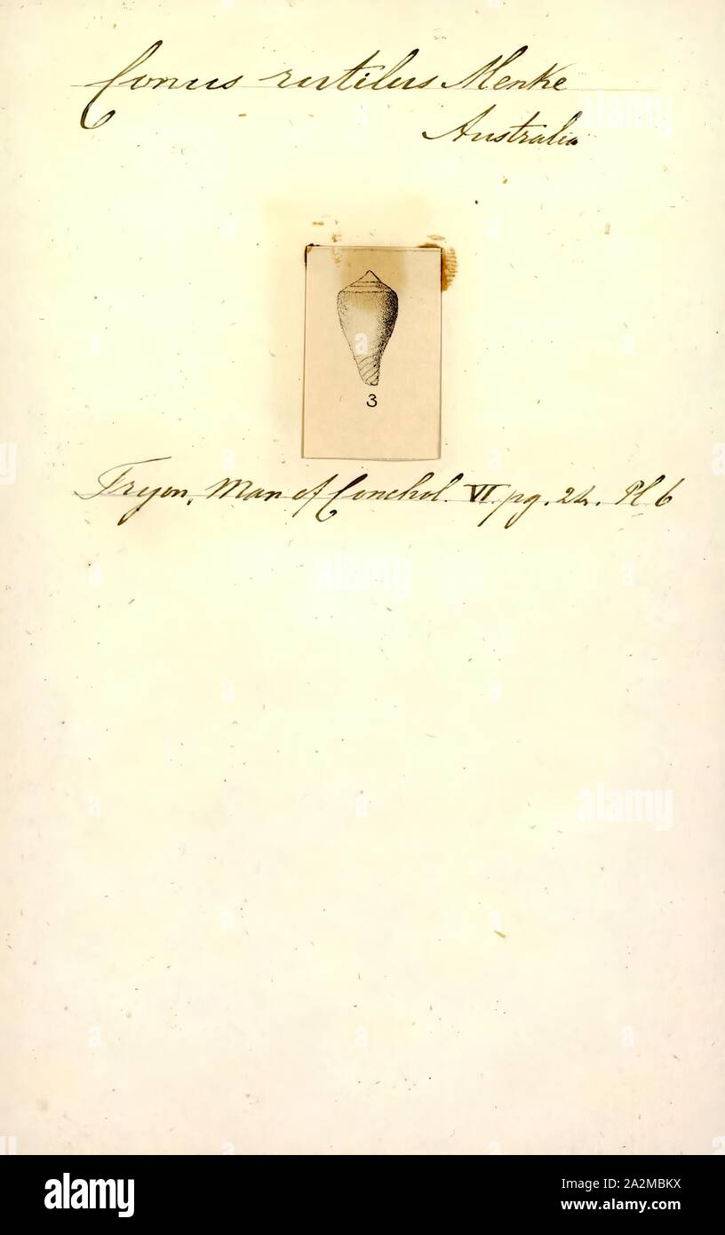 Conasprella rutila Banque de photographies et d’images à haute ...