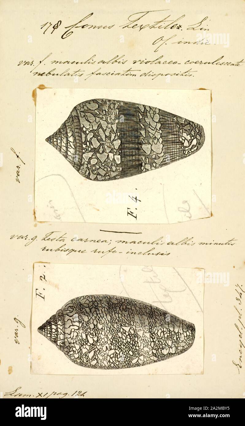 Venomous cone snail Banque de photographies et d’images à haute ...