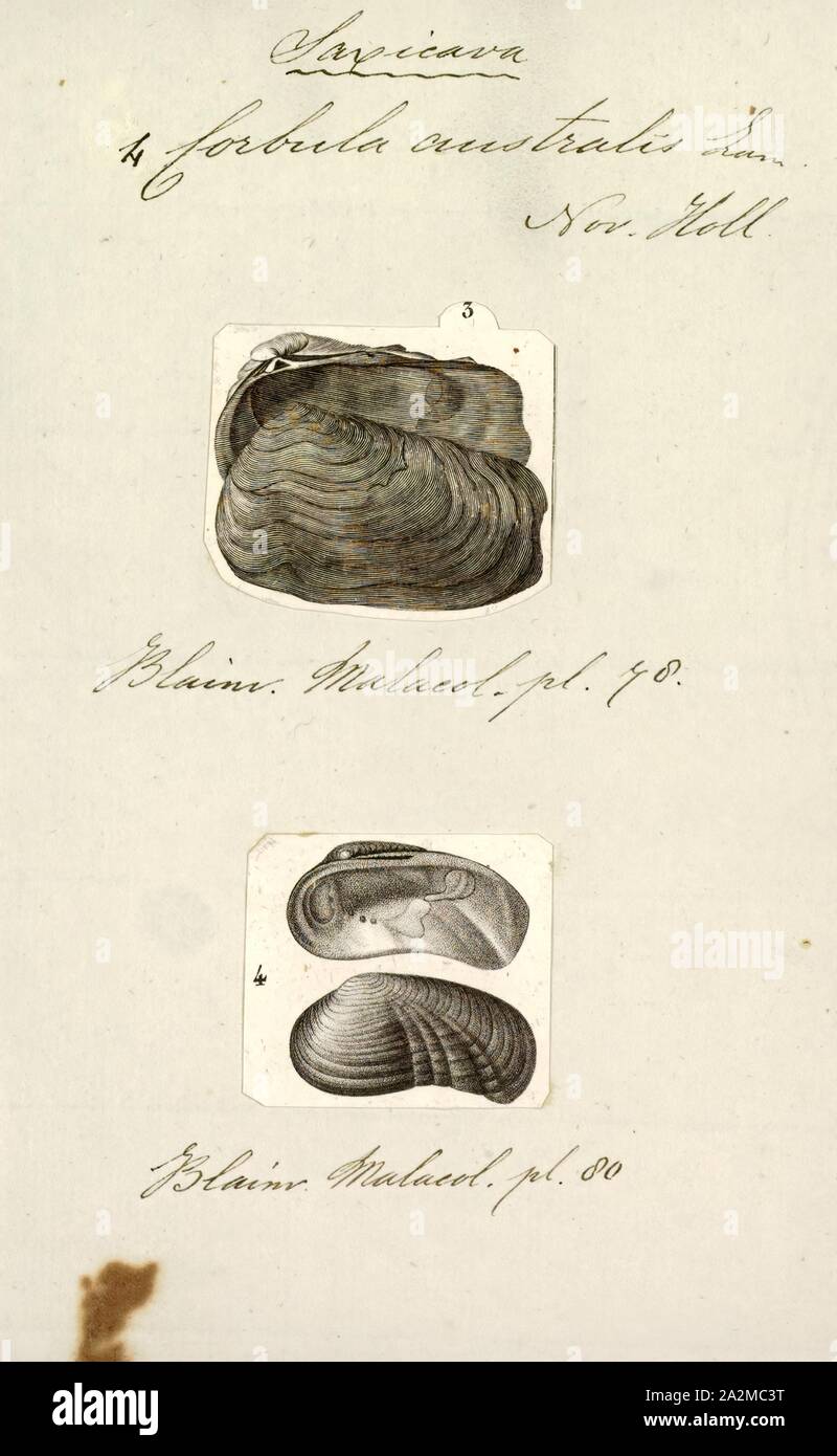 Corbula Corbula australis, Print, est une espèce d'eau salée très ...