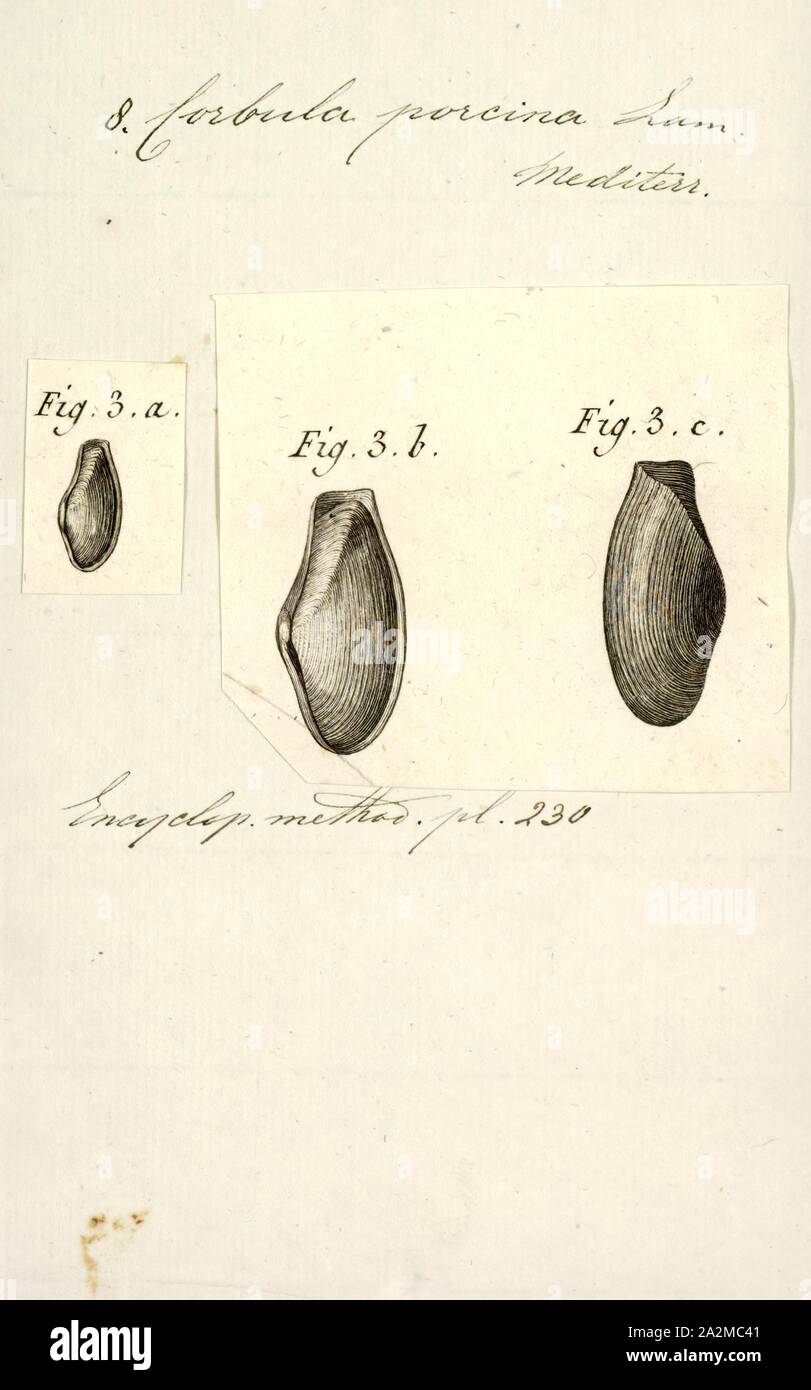 Corbula Corbula porcina, Print, est une espèce d'eau salée très petites ...