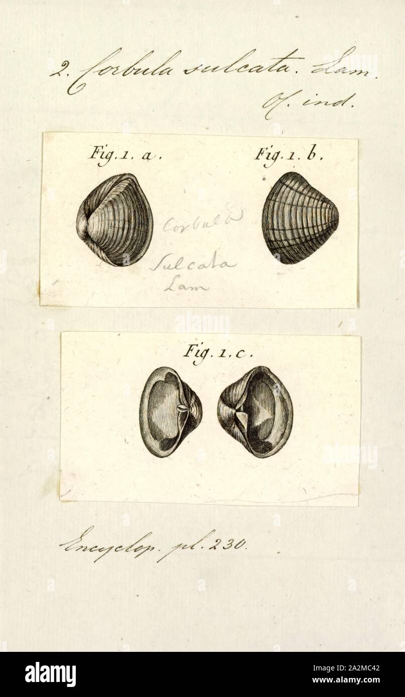 Corbula Corbula sulcata, Print, est une espèce d'eau salée très petites ...