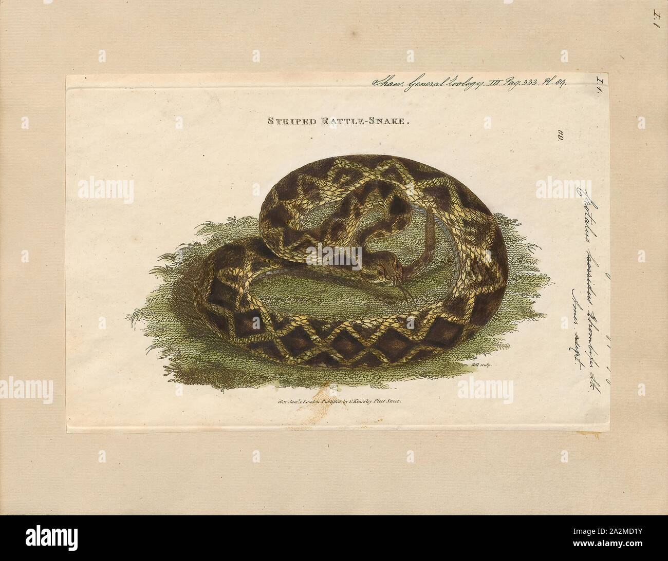 Crotalus rhombifer Banque de photographies et d’images à haute ...