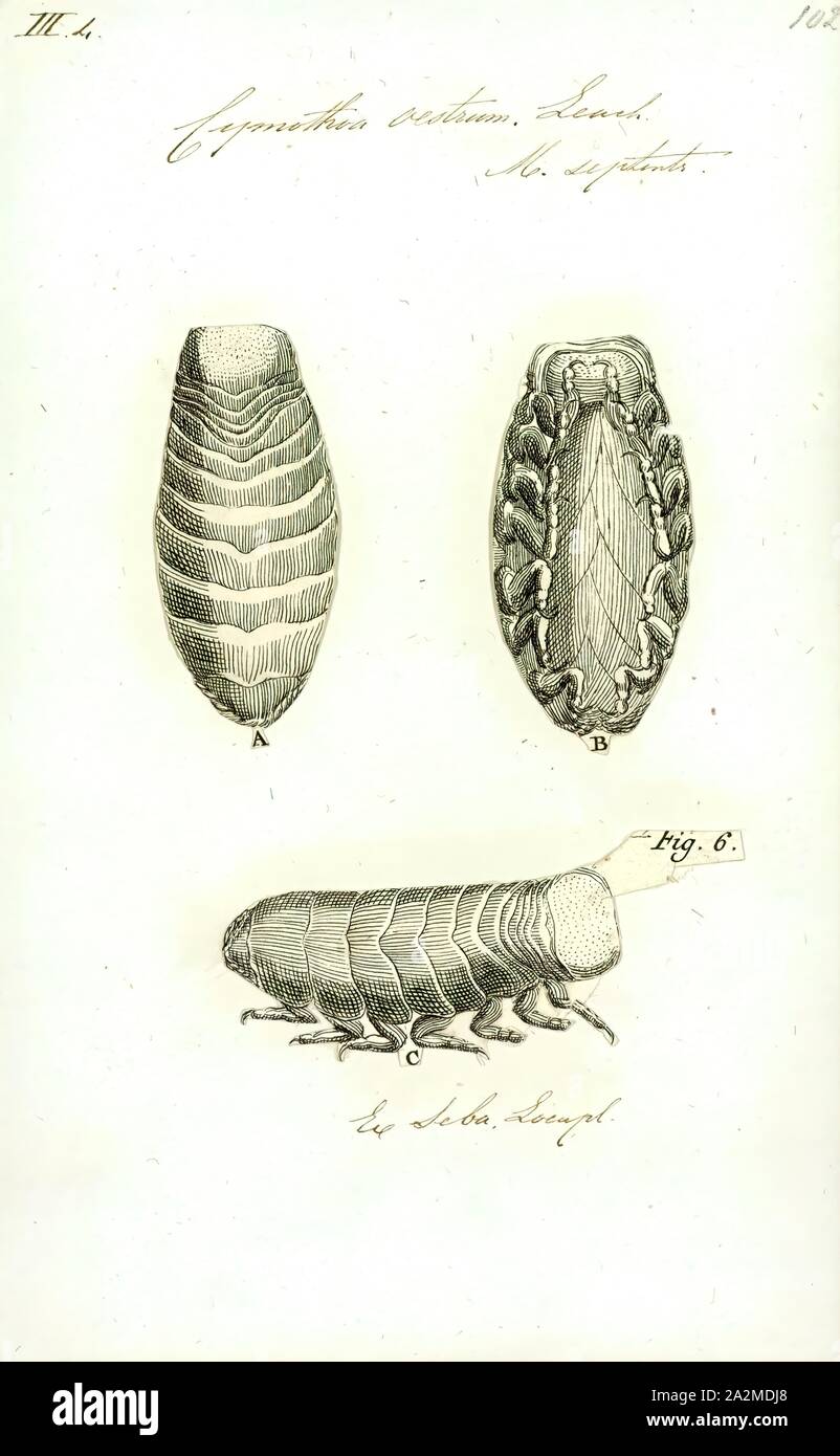 Parasitic fish isopod Banque de photographies et d’images à haute ...