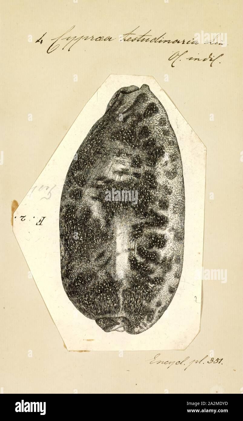 Cypraea testudinaria, Imprimer, Chelycypraea testudinaria, Nom commun ...