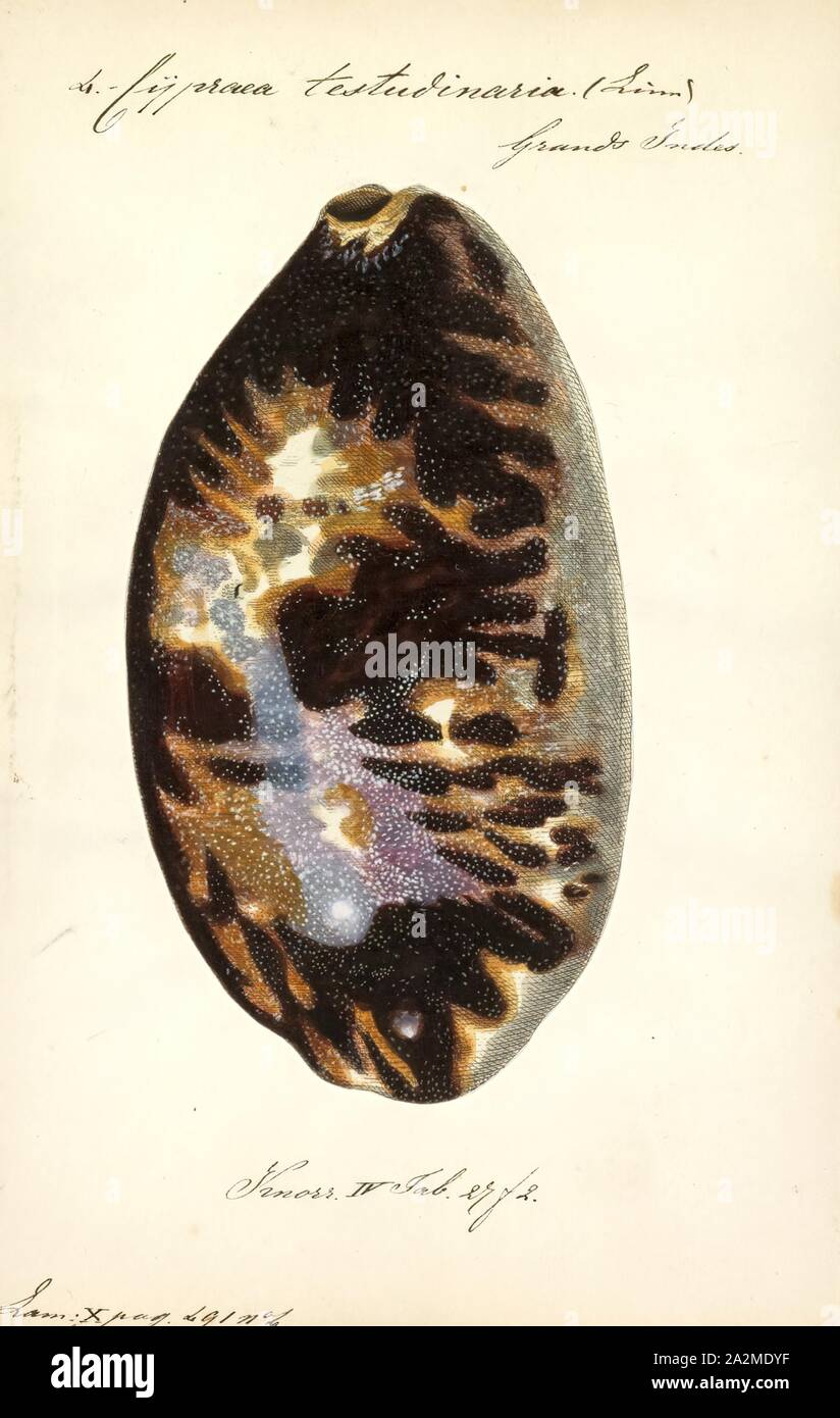 Chelycypraea testudinaria Banque de photographies et d’images à haute ...