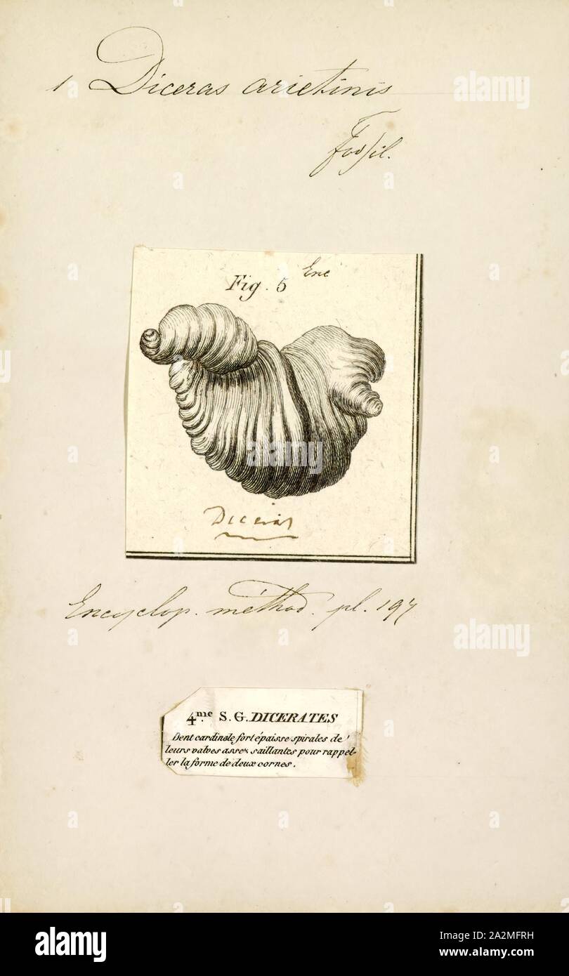 Mollusques bivalves fossiles Banque de photographies et d’images à ...