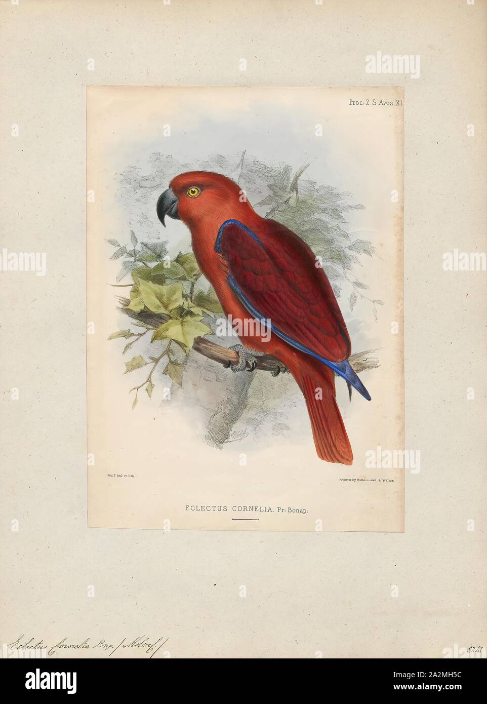 Cornelia eclectus perroquet Banque de photographies et d’images à haute ...