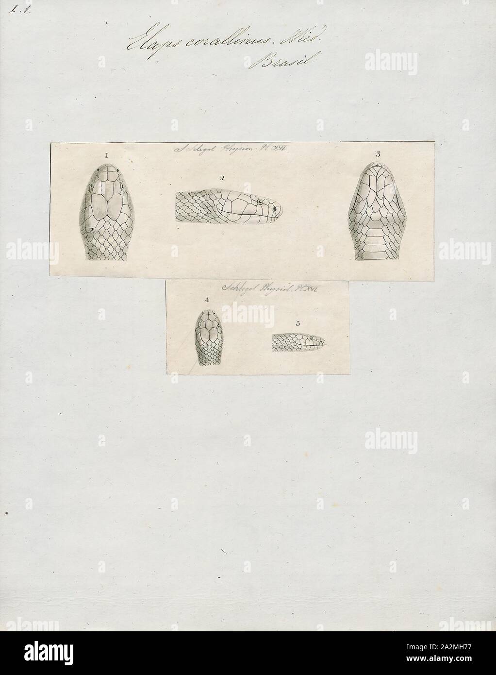 Elaps corallinus Banque de photographies et d’images à haute résolution ...