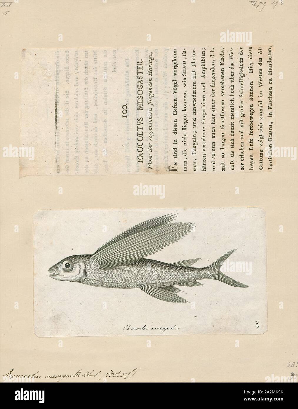 Exocoetus mesogaster Banque de photographies et d’images à haute ...