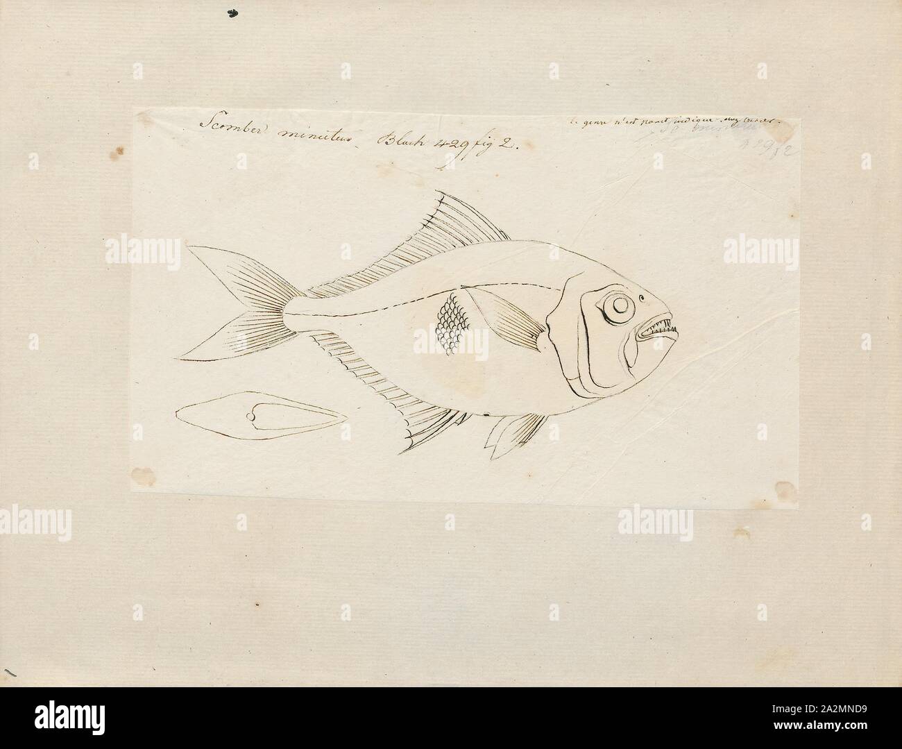 Gazza minuta Banque de photographies et d’images à haute résolution - Alamy