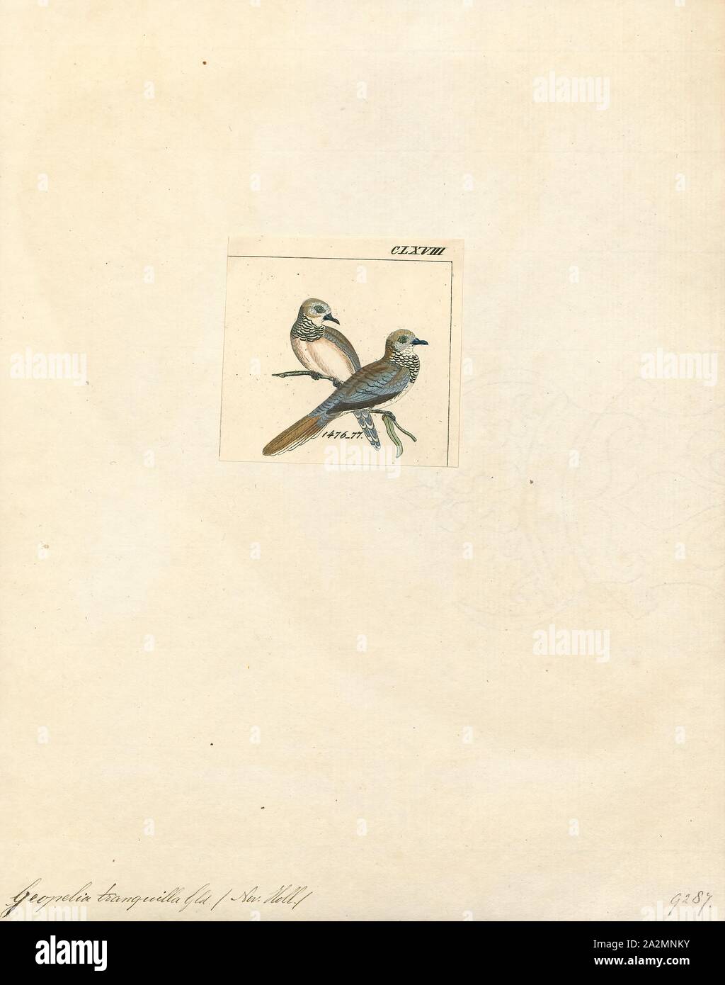 Geopelia tranquilla Banque de photographies et d’images à haute ...