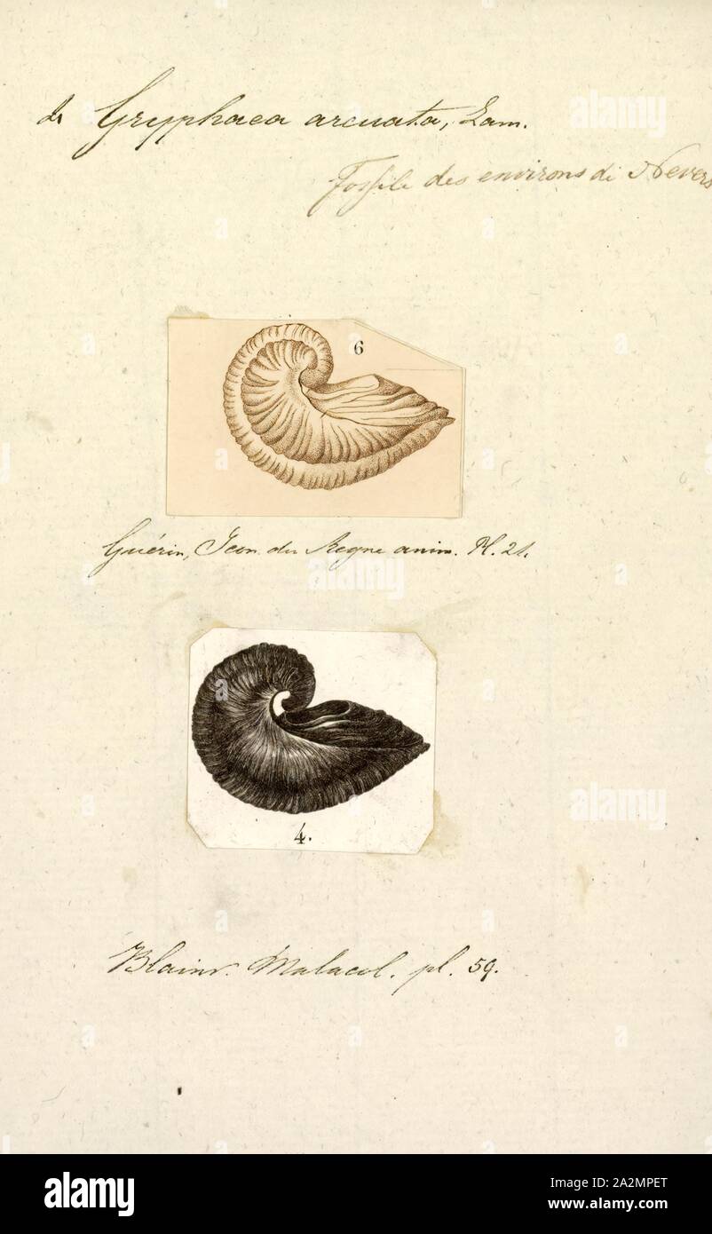 Gryphaea arcuata Banque de photographies et d’images à haute résolution ...