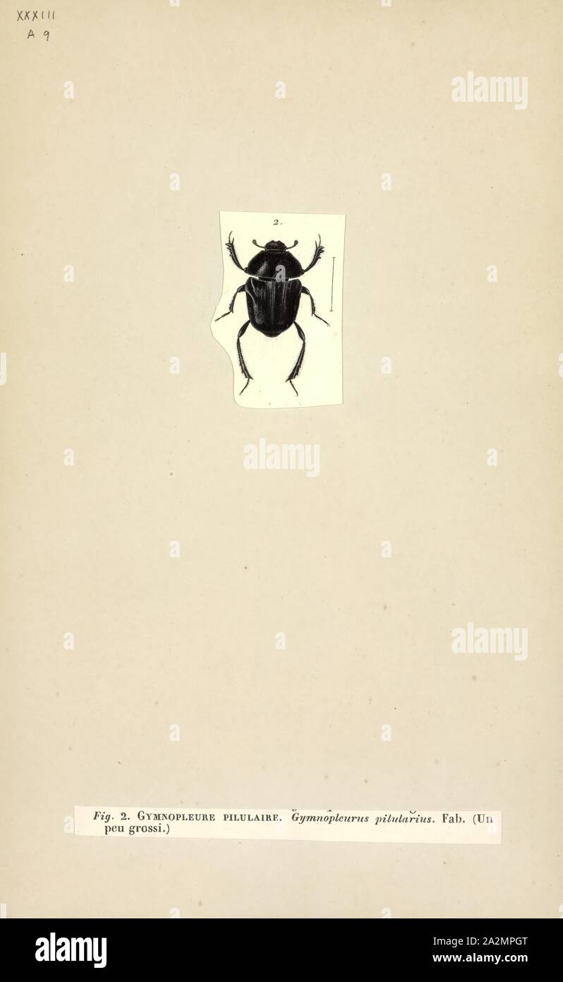 Gymnopleurus, Imprimer Gymnopleurus est un genre de coléoptères ...