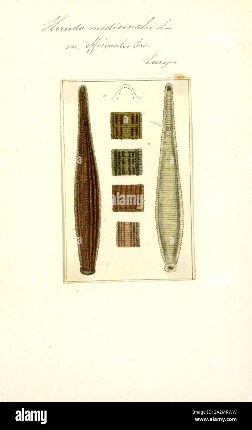 Sangsues medicinalis Banque de photographies et d’images à haute ...