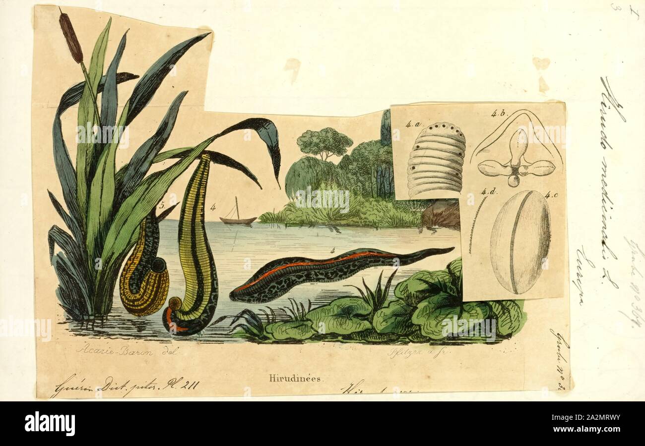 Hirudo medicinalis, Imprimer, Hirudo medicinalis Sangsue médicinale, l ...