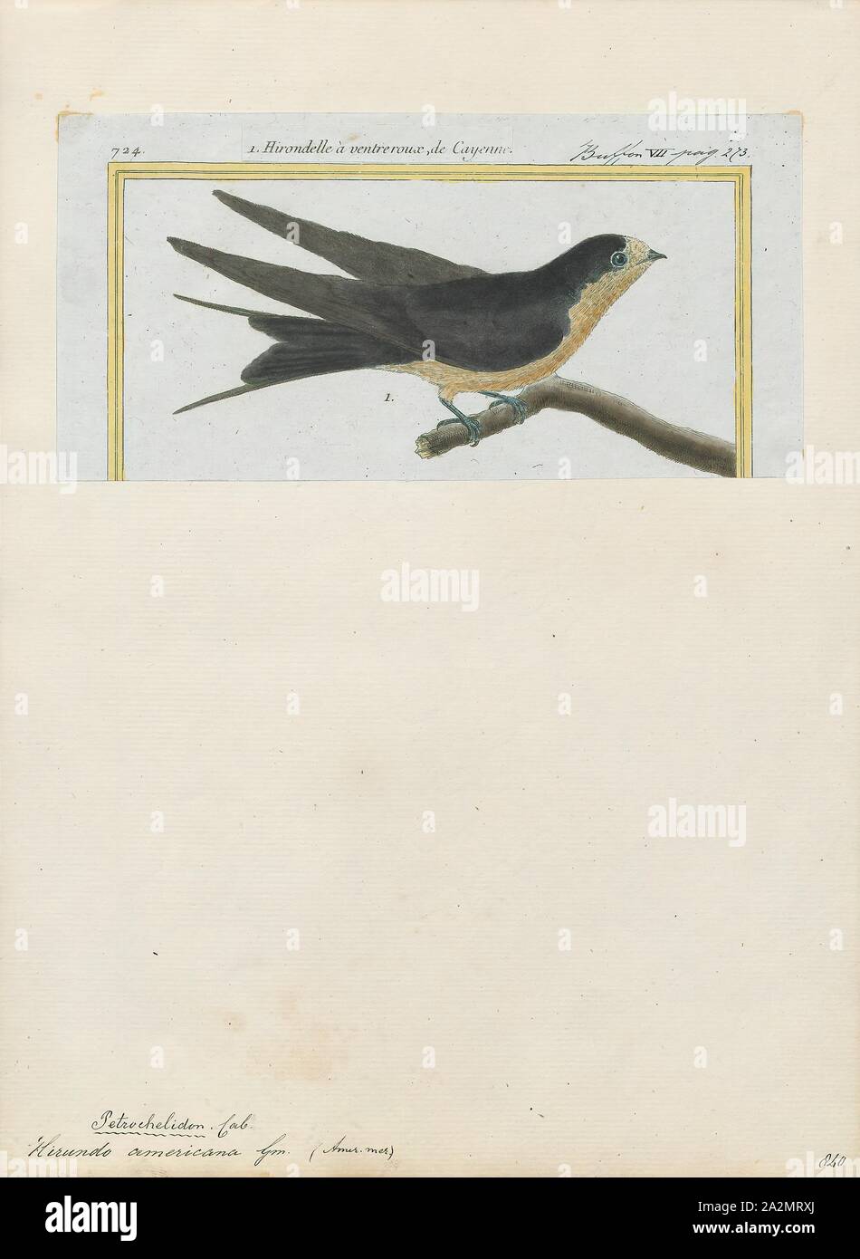 Hirundo americana Banque de photographies et d’images à haute ...