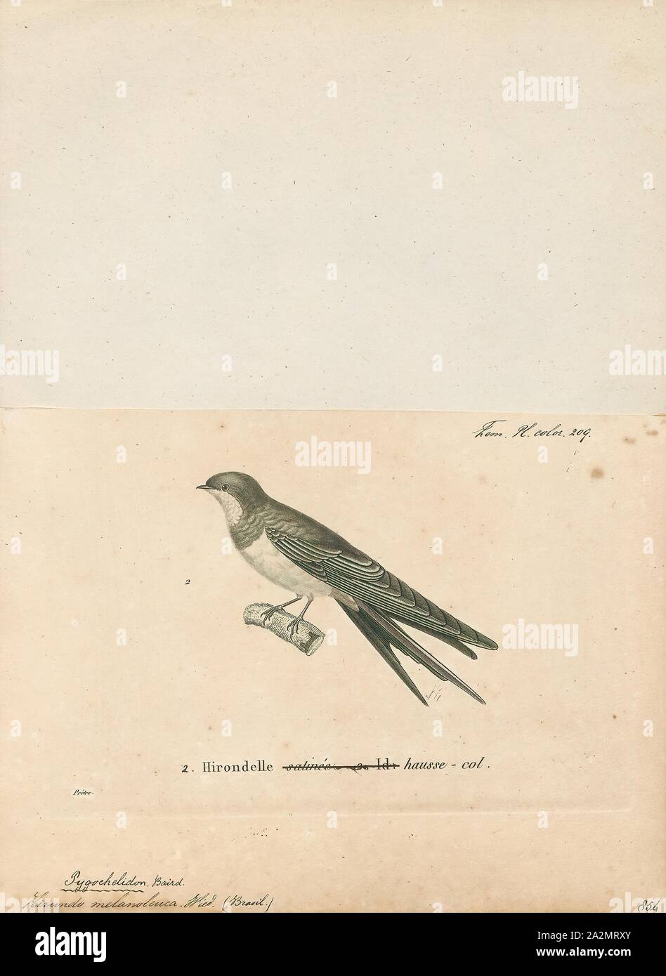 Hirundo melanoleuca Banque de photographies et d’images à haute ...