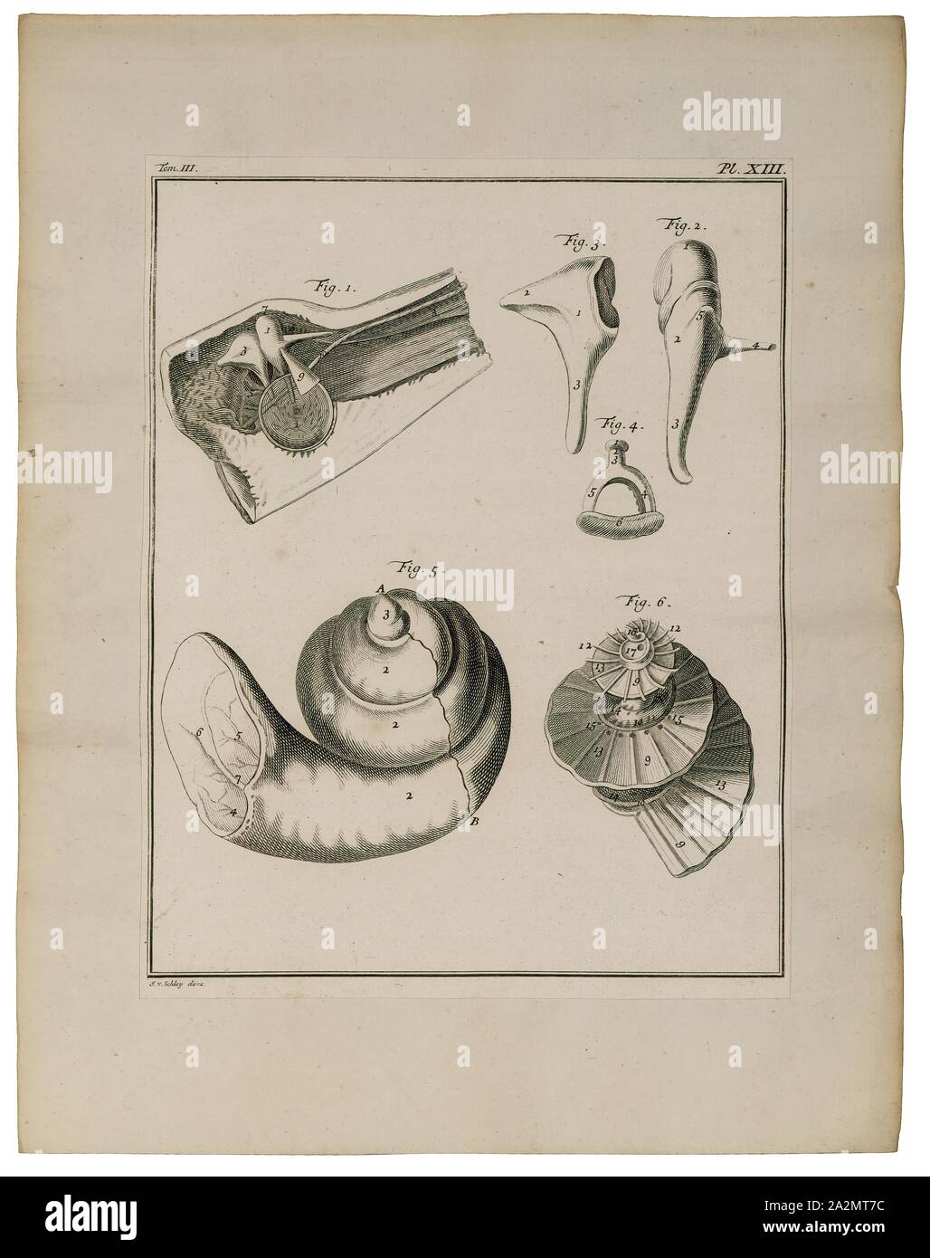 L'Homo sapiens, d'impression, l'Homo sapiens est la seule espèce ...