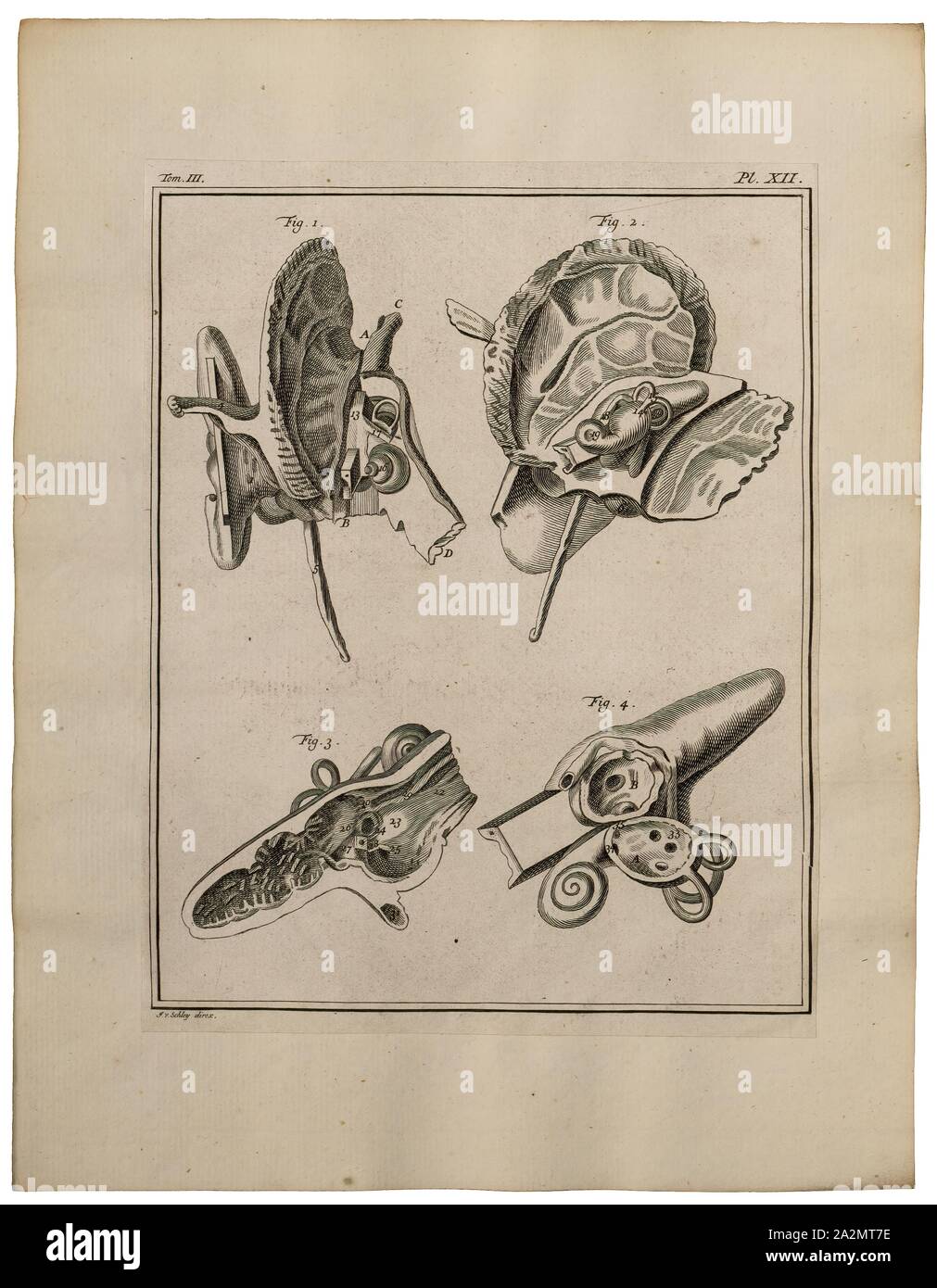 L'Homo sapiens, d'impression, l'Homo sapiens est la seule espèce ...