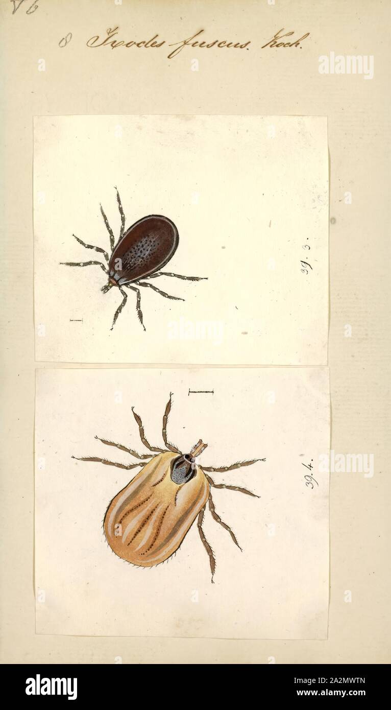 Ixodes, Imprimer, Ixodes est un genre de hard-bodied tiques (famille ...