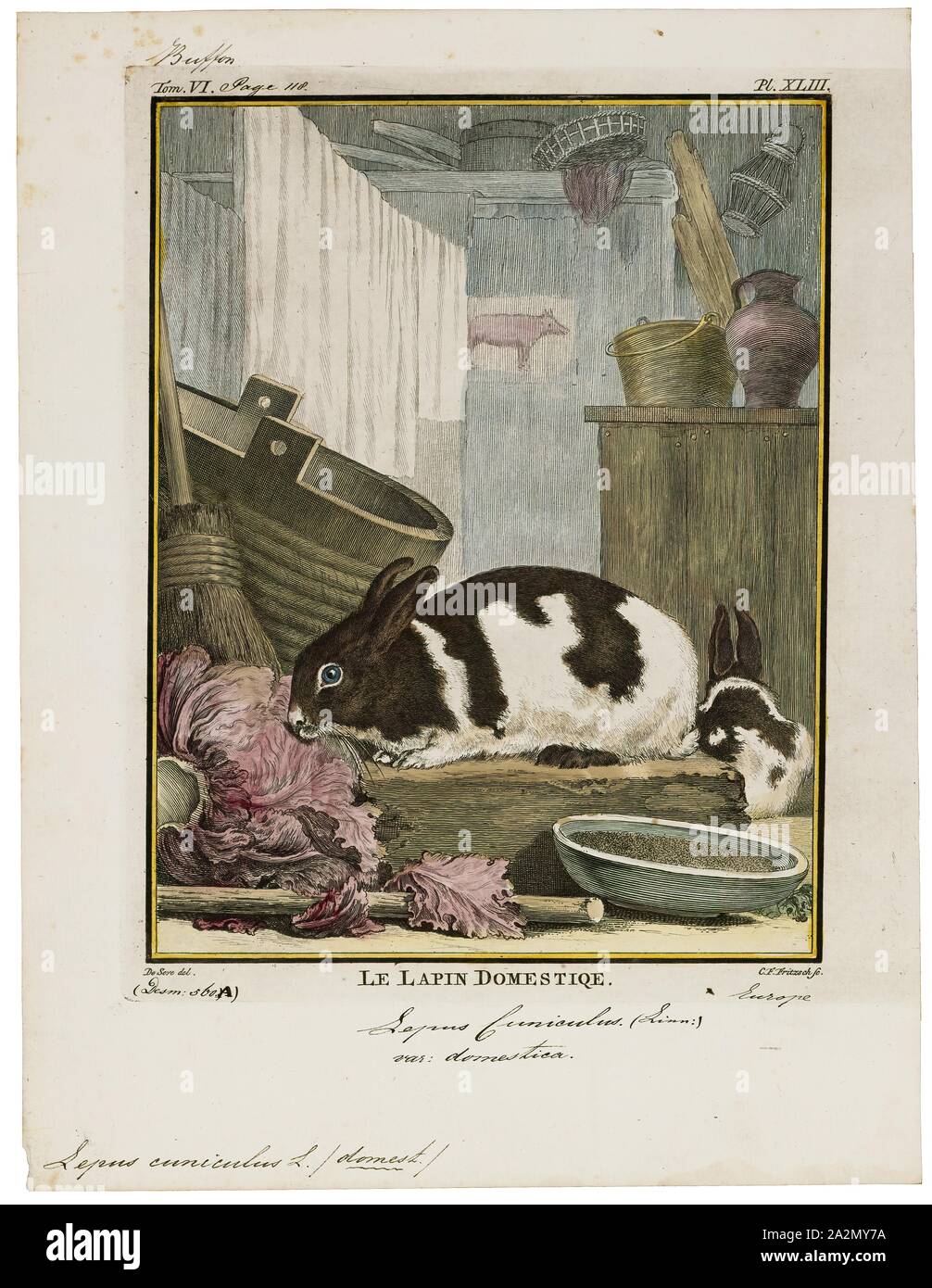 Lepus cuniculus, Imprimer, lièvre, lièvre et les lièvres sont des ...