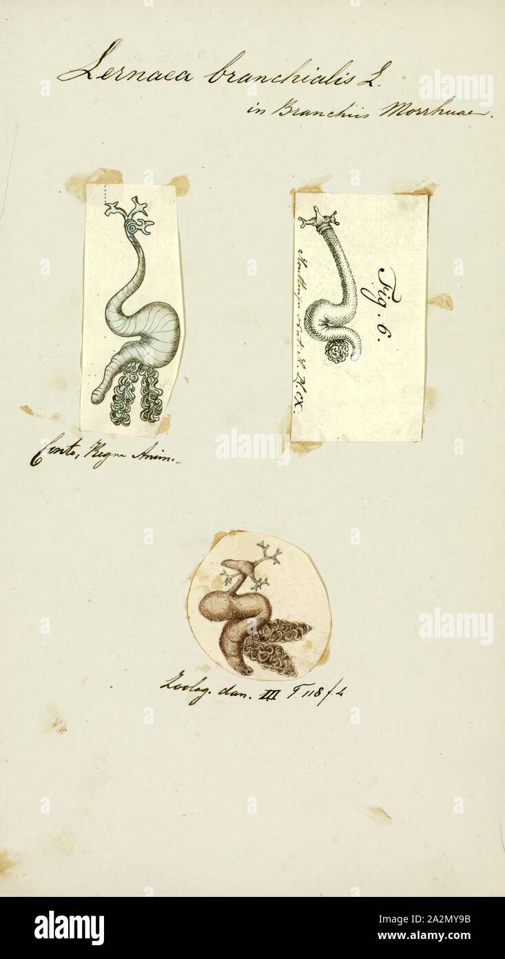 Lernaea branchialis Banque de photographies et d’images à haute ...