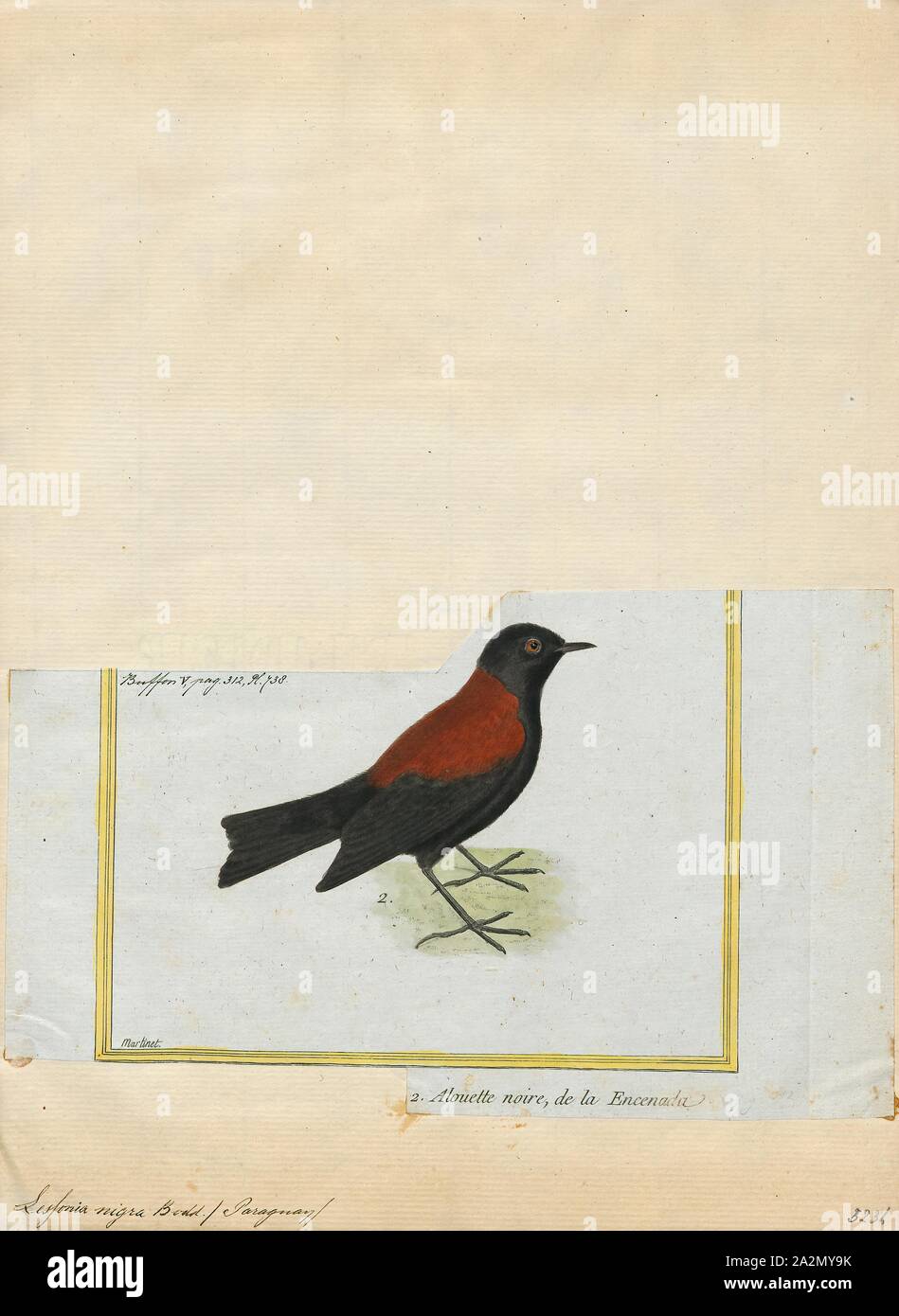 Lessonia Banque de photographies et d’images à haute résolution - Alamy