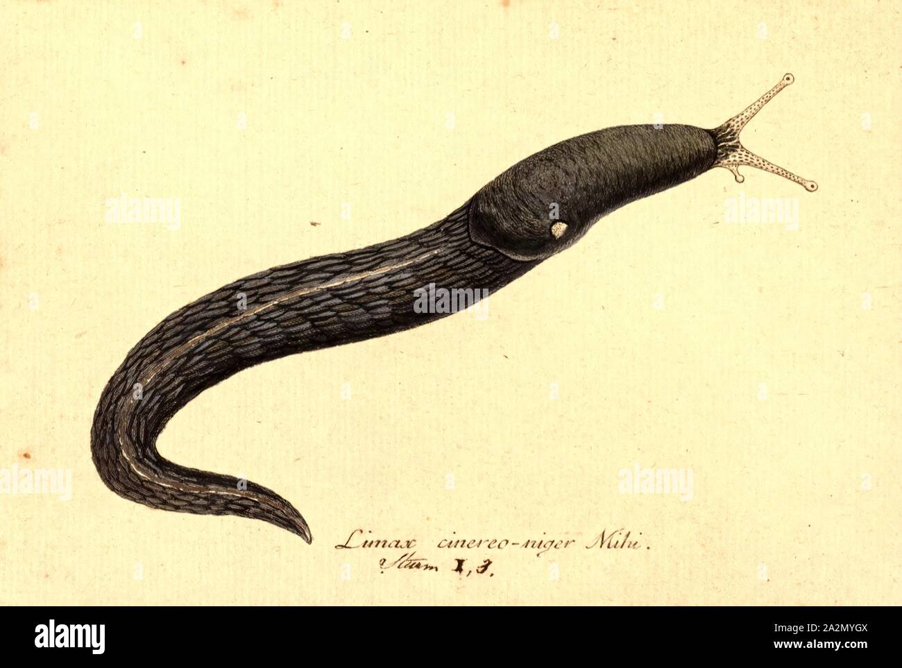 Limax cinereoniger Limax cinereoniger, Print, est une grande espèce de ...