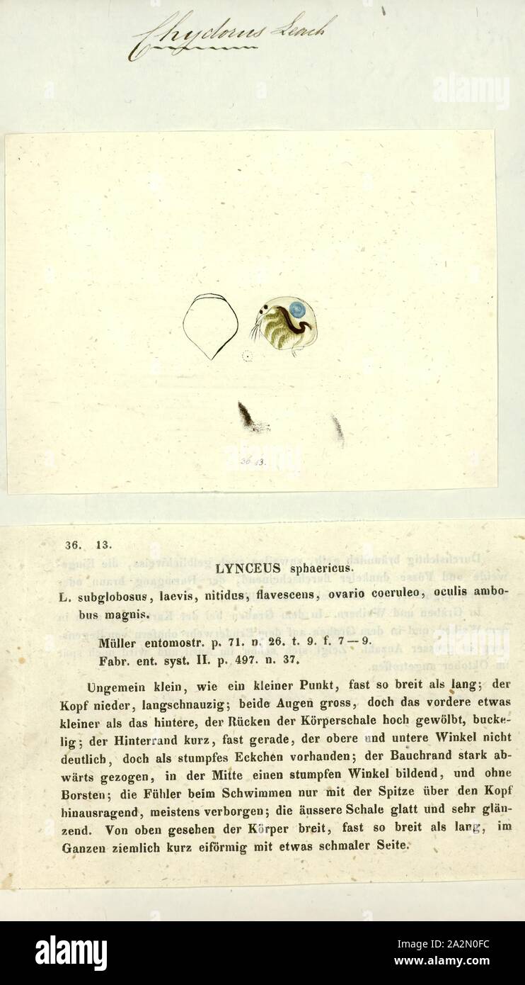 Lynceus sphaericus Banque de photographies et d’images à haute ...
