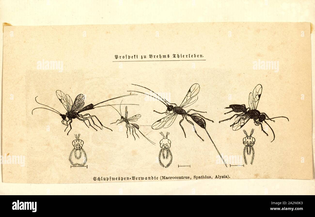 Braconid wasps braconidae Banque de photographies et d’images à haute ...