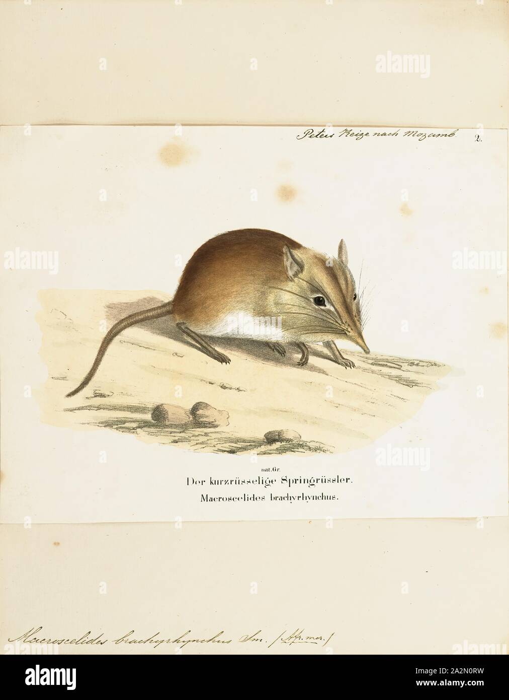 Musaraigne en afrique Banque de photographies et d’images à haute ...