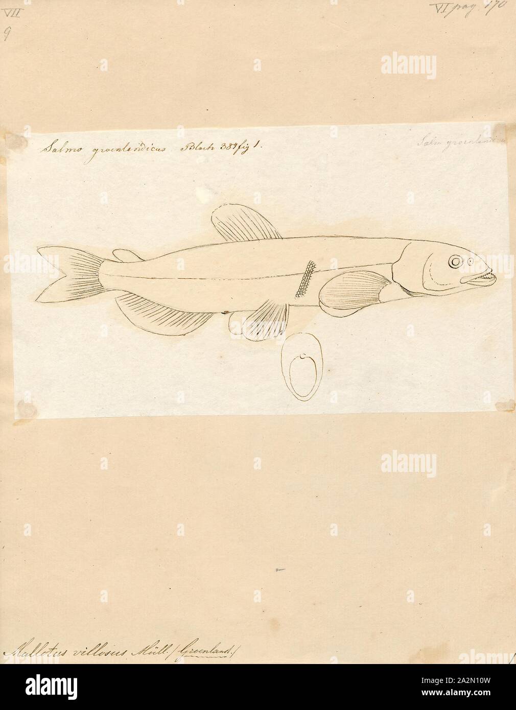 Poisson particulier Banque de photographies et d’images à haute ...