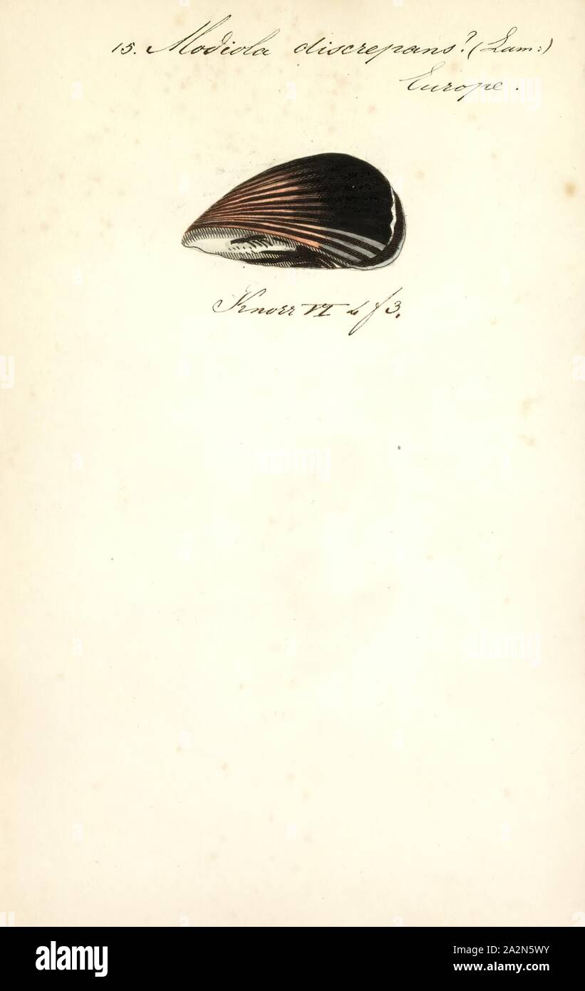 Modiola discrepans, Imprimer, Modiola est un genre de plantes de la ...