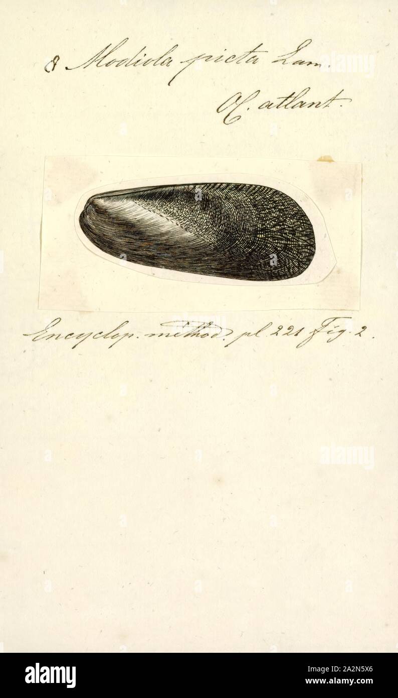 Modiola picta Banque de photographies et d’images à haute résolution ...