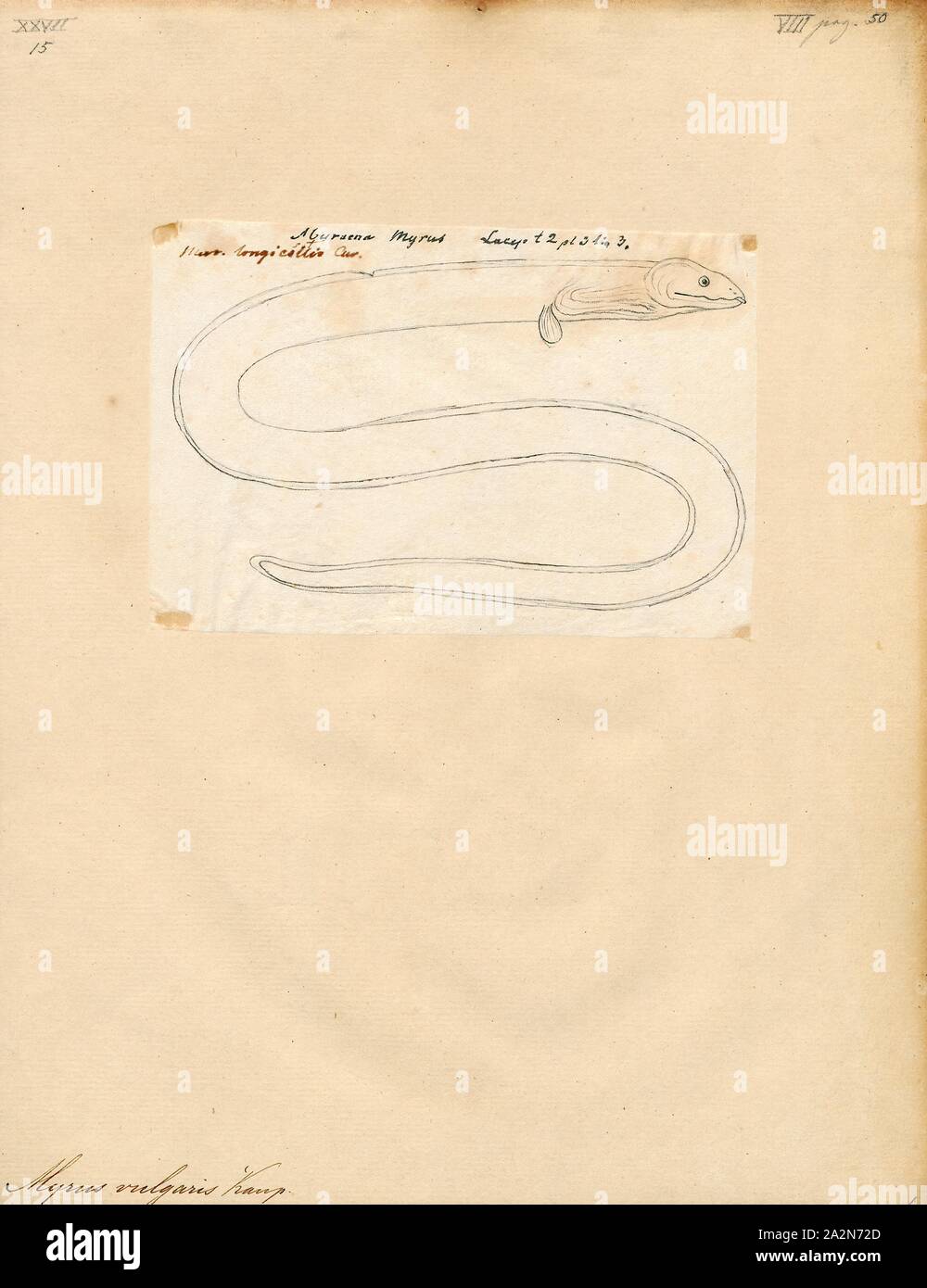 Congo eel Banque de photographies et d’images à haute résolution - Alamy