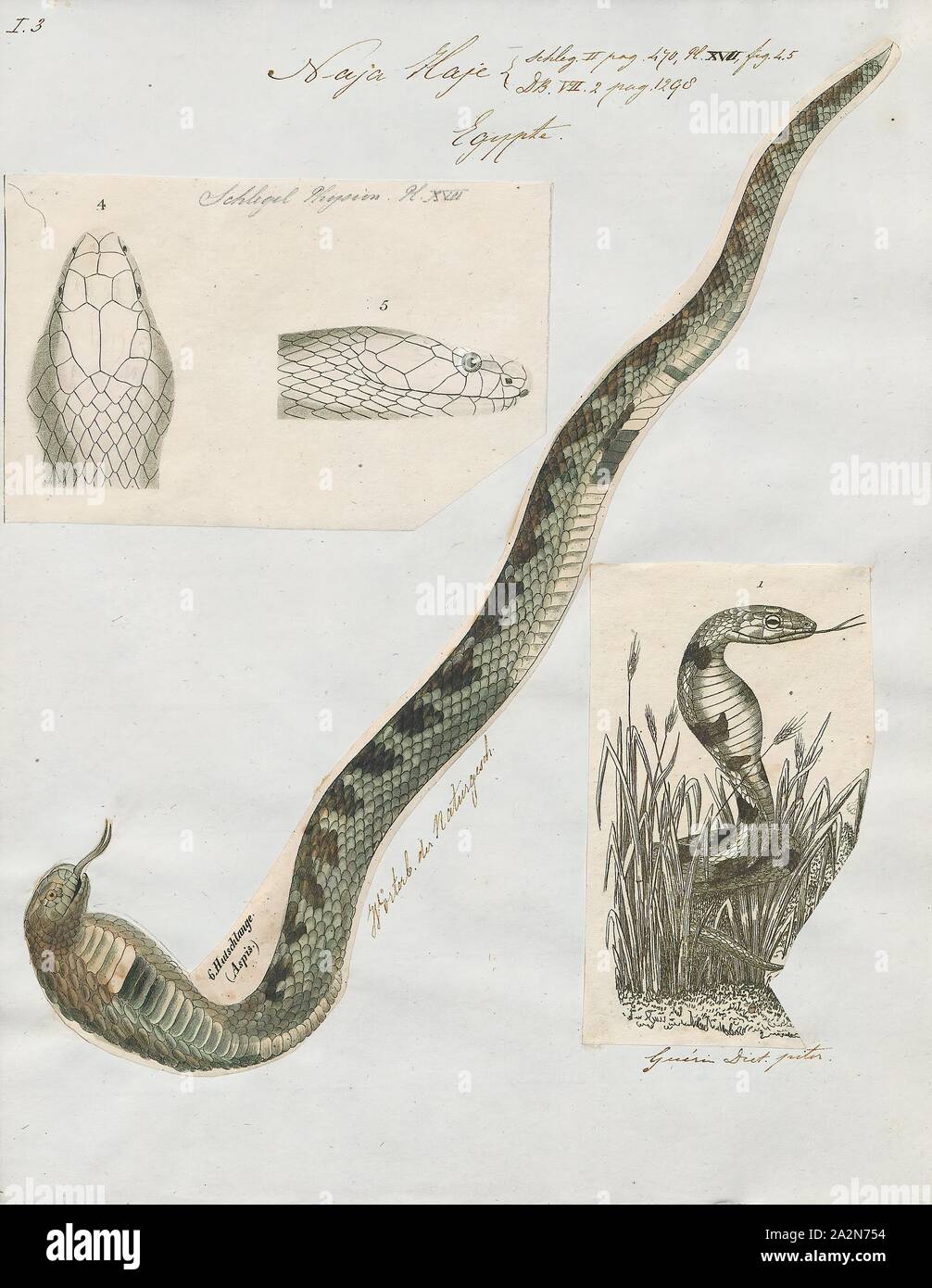 Naja haje, Imprimer, l'Égyptien (Naja haje) est une espèce de serpent ...