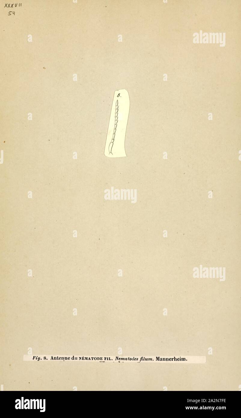 Les vers ronds constituent Banque de photographies et d’images à haute ...