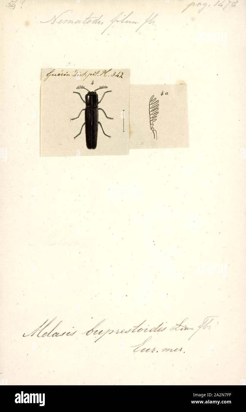 Les vers ronds constituent Banque de photographies et d’images à haute ...