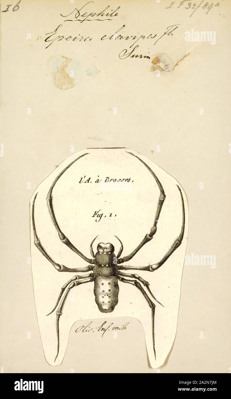 Nephila consiste Banque de photographies et d’images à haute résolution ...