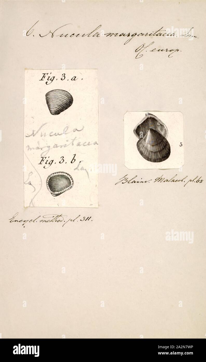 Nucula margaritacea Banque de photographies et d’images à haute ...