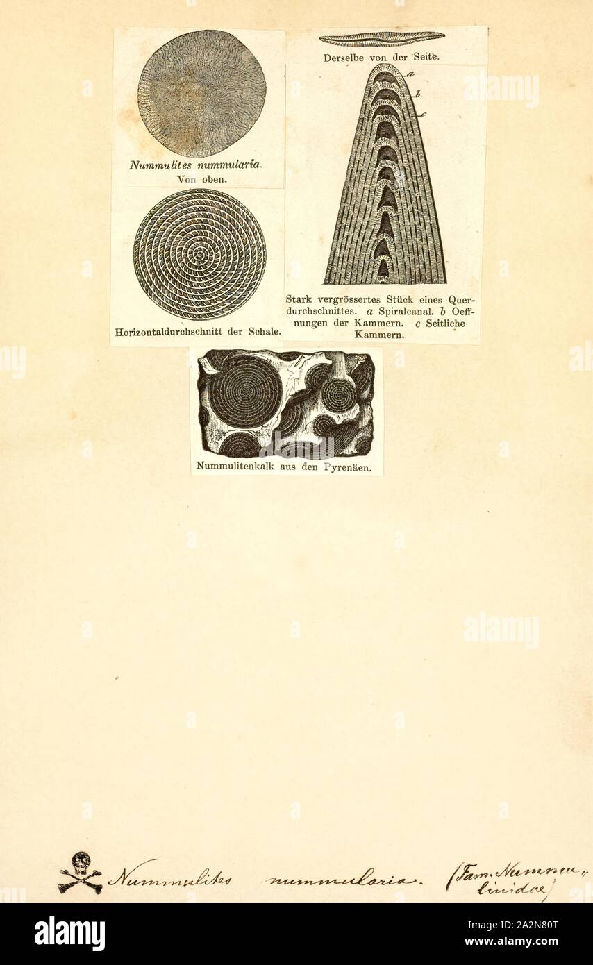Nummulites nummularia Banque de photographies et d’images à haute ...