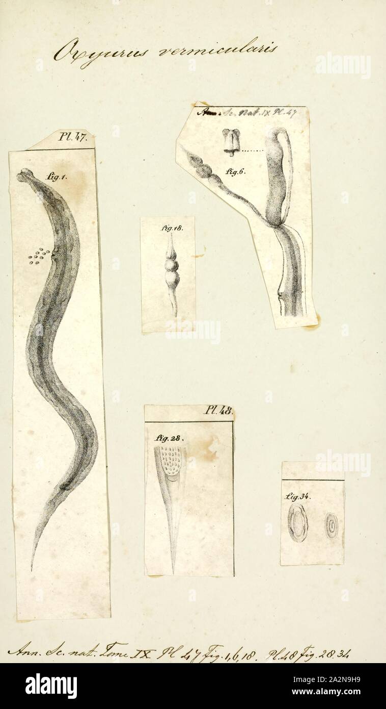 Oxyurus vermicularis Banque de photographies et d’images à haute ...