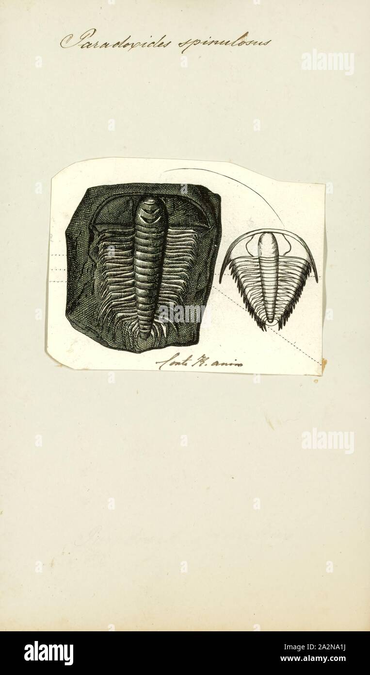 Paradoxides spinulosus Banque de photographies et d’images à haute ...