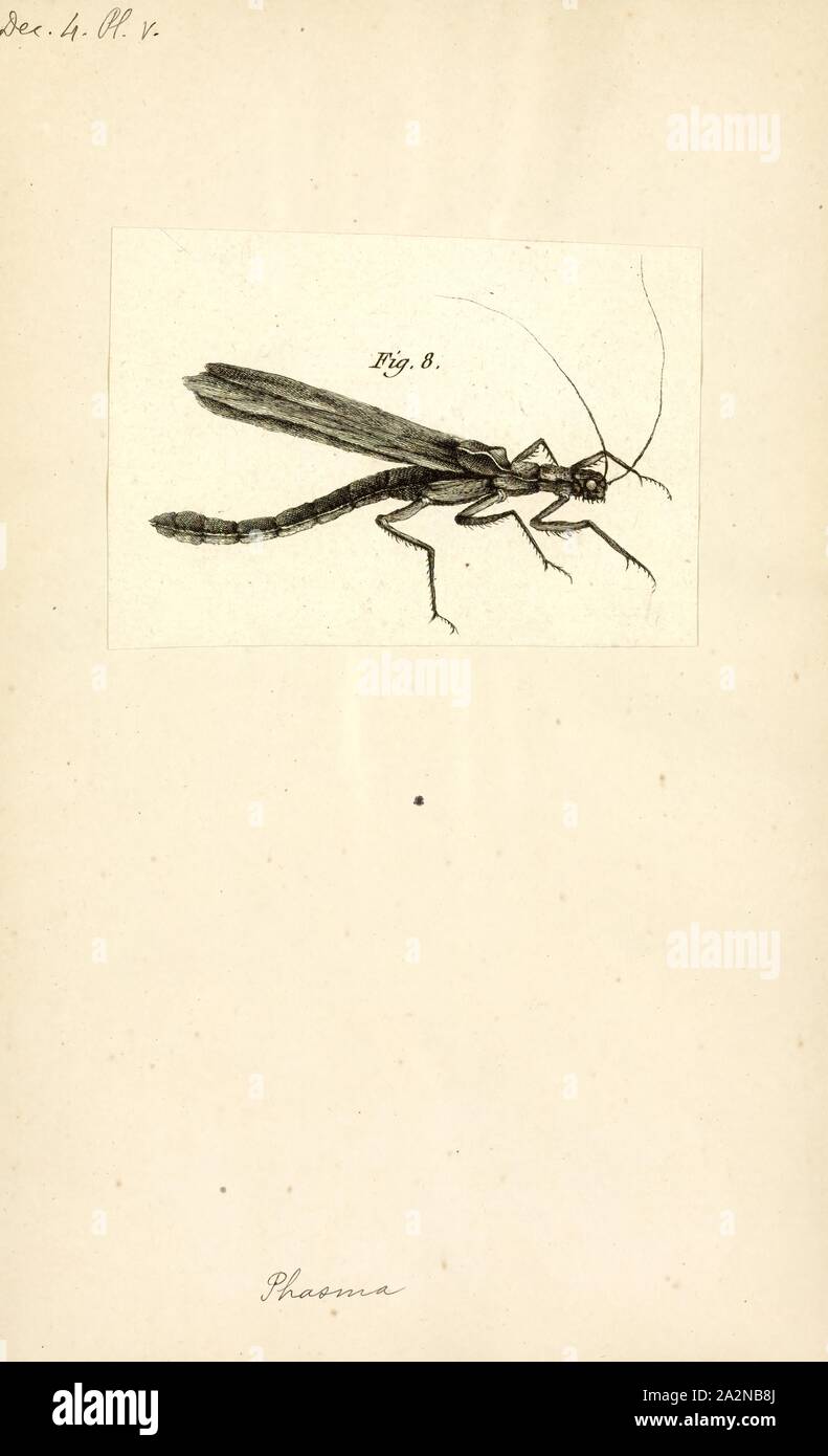 Phasma Phasma, Print, est une espèce d'Australasie stick insectes dans ...
