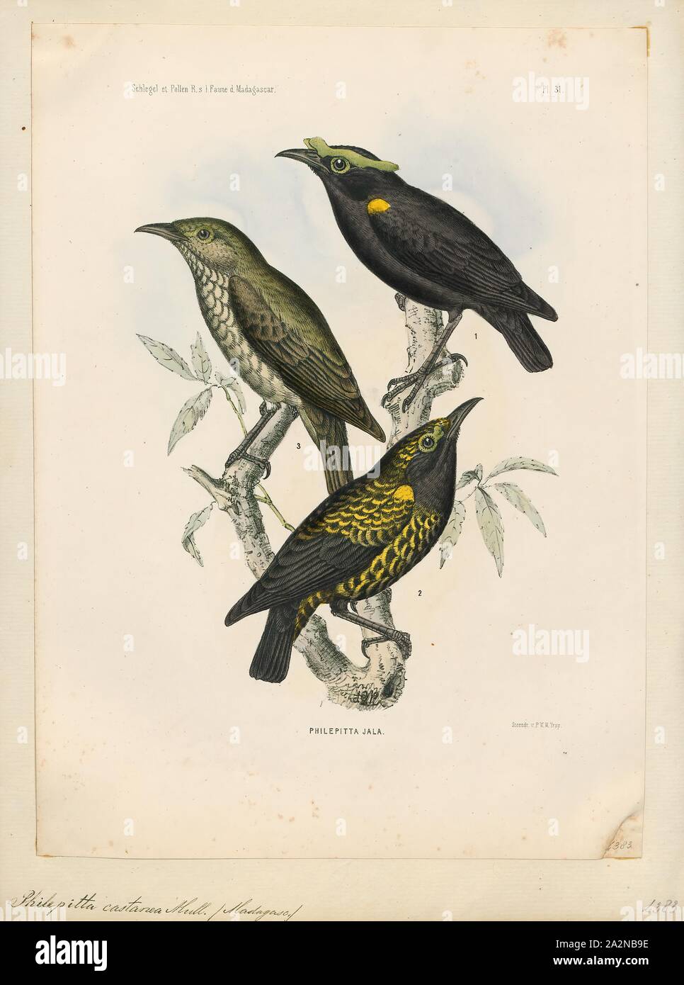 Philepitta castanea, Imprimer, le Velvet asity (Philepitta castanea ...