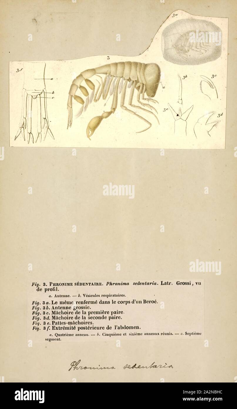 Phronima amphipod Banque de photographies et d’images à haute ...