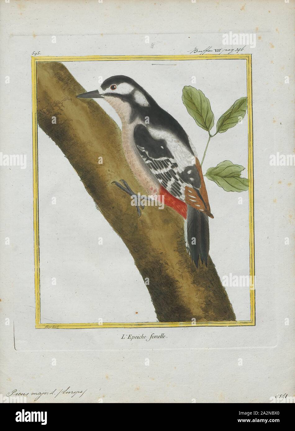 Picus major Banque de photographies et d’images à haute résolution - Alamy