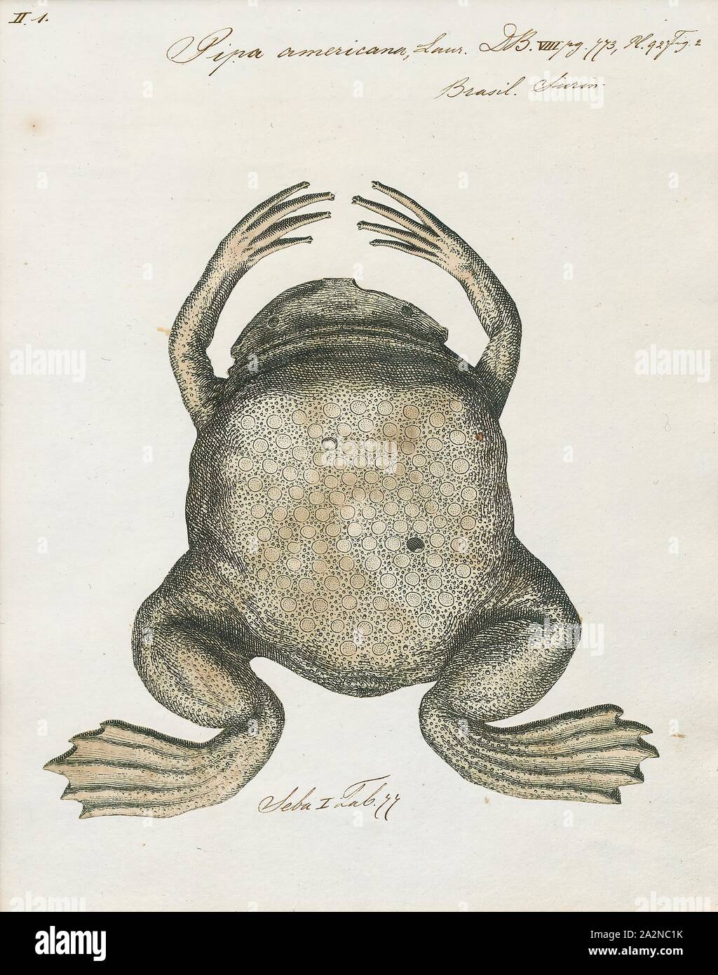 Pipa americana, d'impression, le crapaud commun Suriname ou star ...