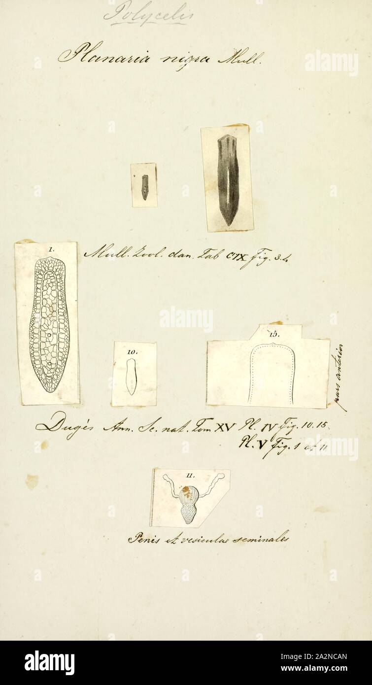 Planaria nigra Banque de photographies et d’images à haute résolution ...