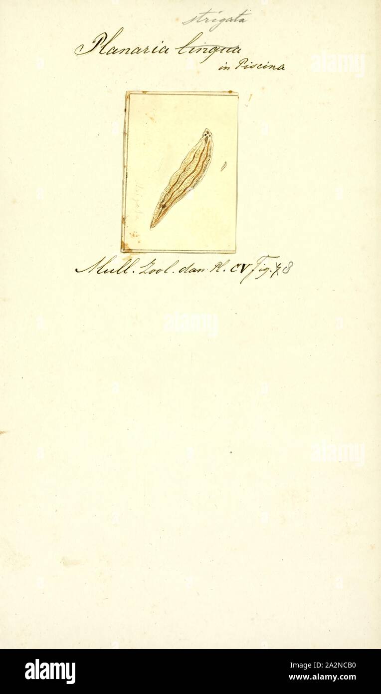 Planaria strigata Banque de photographies et d’images à haute ...